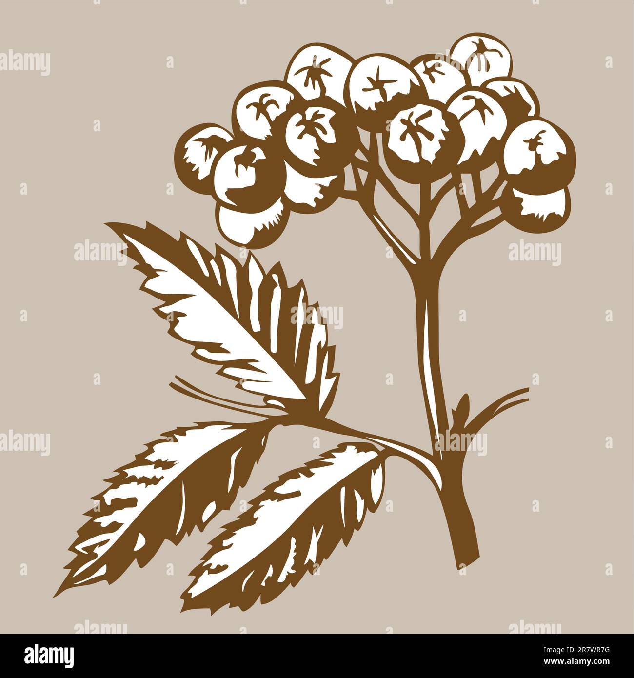 rowanberry on brown background, vector illustration Stock Vector Image ...