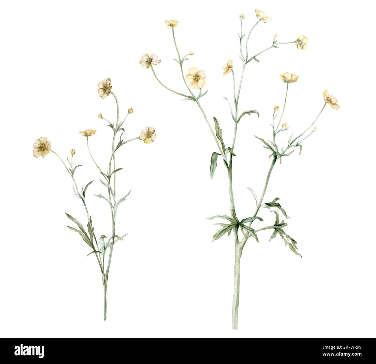 Primrose drawing hi-res stock photography and images - Alamy