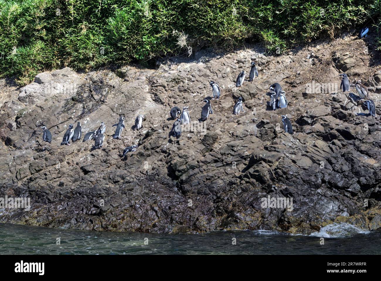 A penguin colony rests on the rocks on the island of Chiloe in southern ...