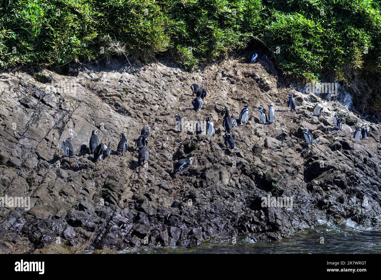 A penguin colony rests on the rocks on the island of Chiloe in southern ...