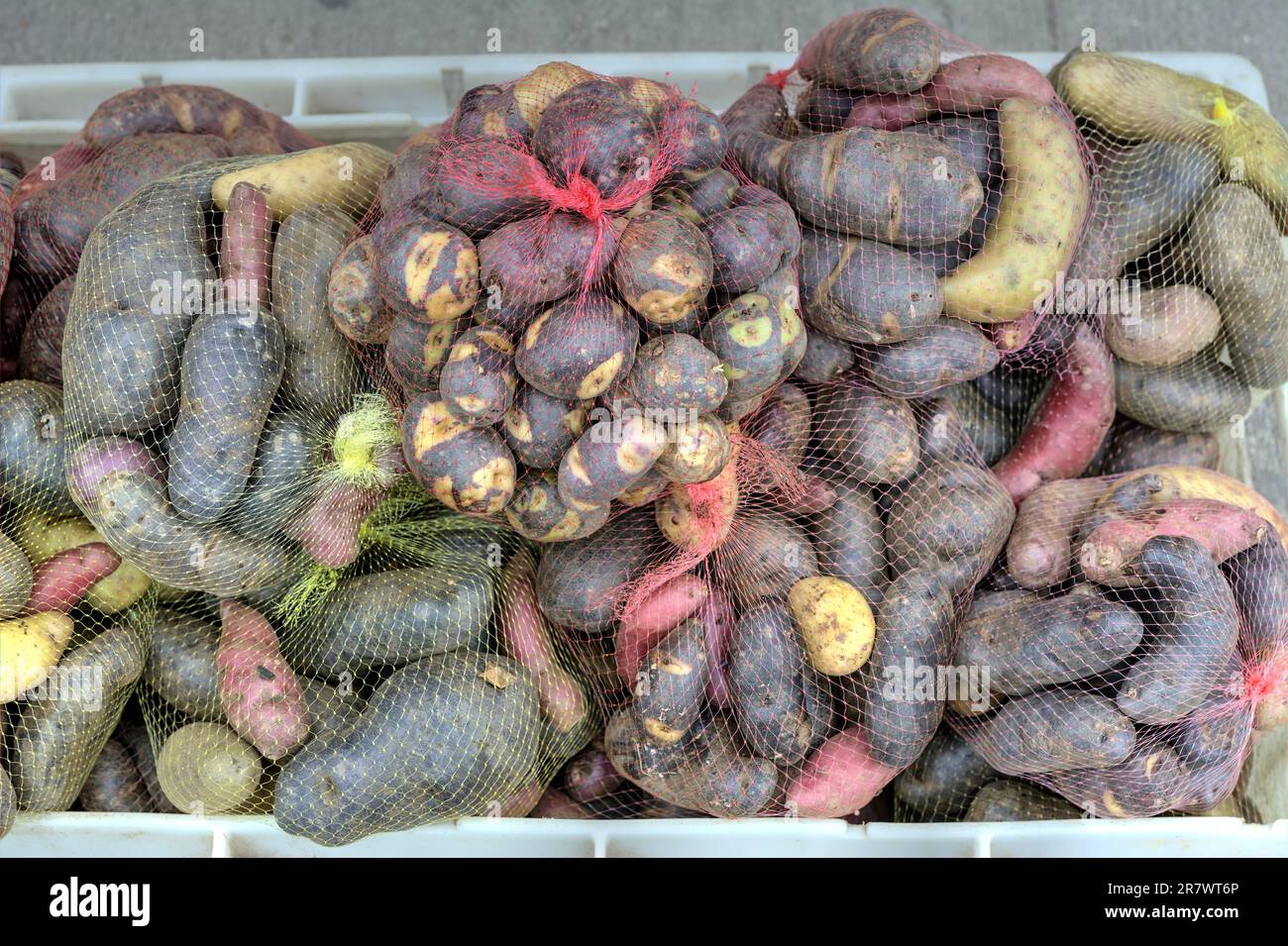 Potatoes of Chiloe Island (Papa chilota), Chile Stock Photo - Alamy
