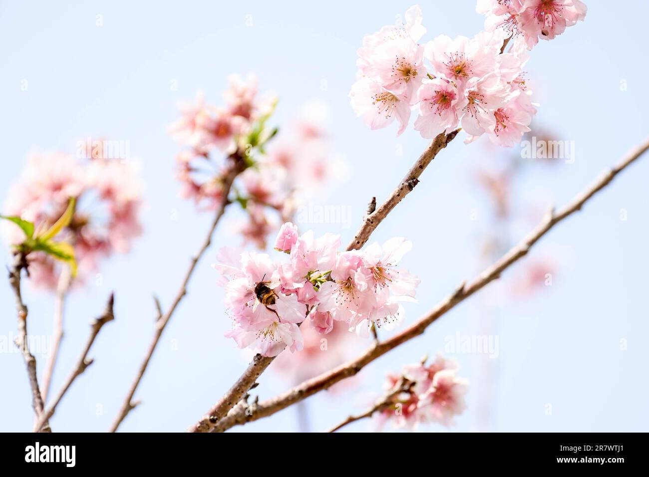 A beautiful white and pink flowering tree with its branches reaching up ...