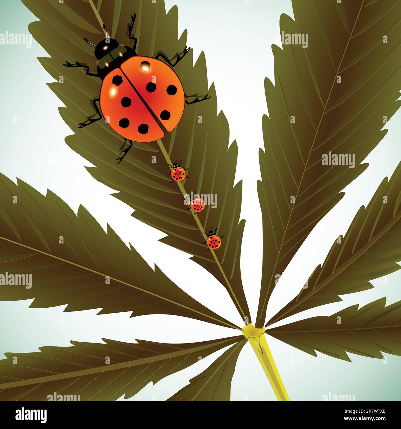 ladybugs on cannabis leaf, abstract vector art illustration; image ...