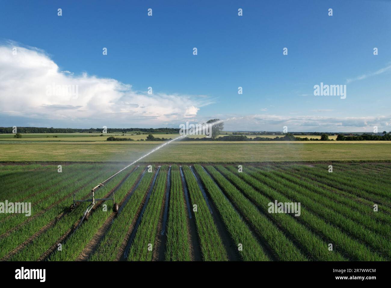 spraying water sprinkler watering plant in farm against,water ...
