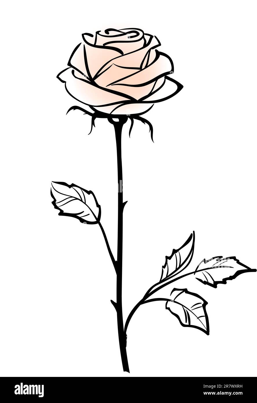 Beautiful single pink rose flower isolated on the white background ...