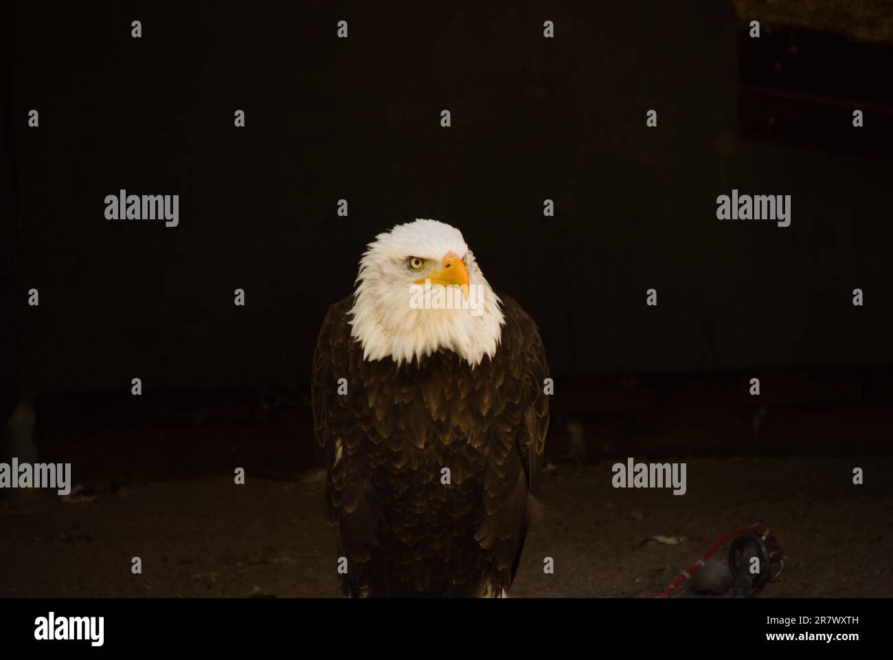 A majestic bald eagle stands in a dramatic pose against a solid black ...