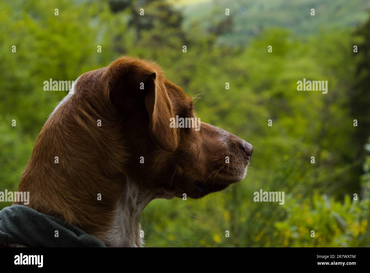 An alert Rhodesian ridgeback standing in the midst of a scenic forest ...