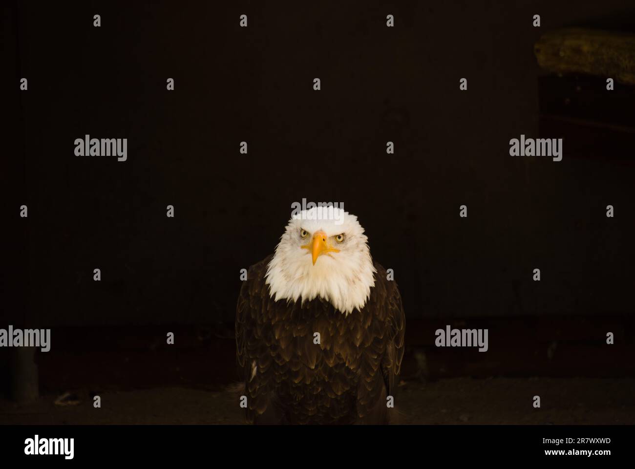 A majestic bald eagle is standing tall and proud against a striking ...