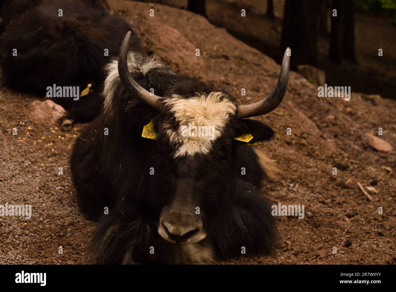 Domestic yak environment hi-res stock photography and images - Alamy