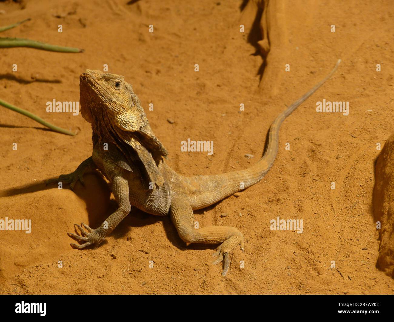 A frilled-neck lizard standing atop a sandy surface, with its head ...