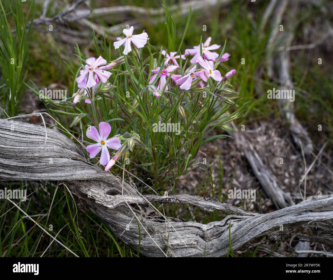 Delicate spring wildflowers bloom in the Eastern Washington Desert ...