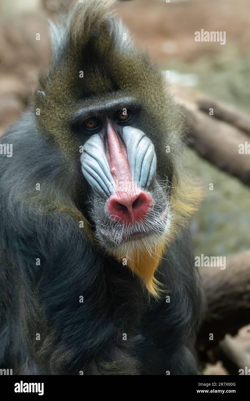 A portrait of a male mandrill ape in a zoo with a blurry background ...