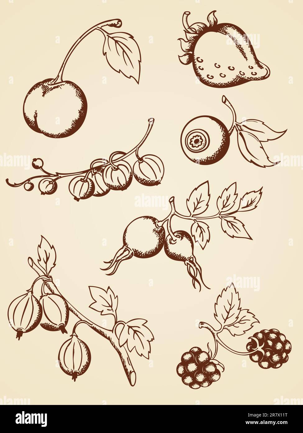 Hand drawn berries Stock Vector Images - Alamy
