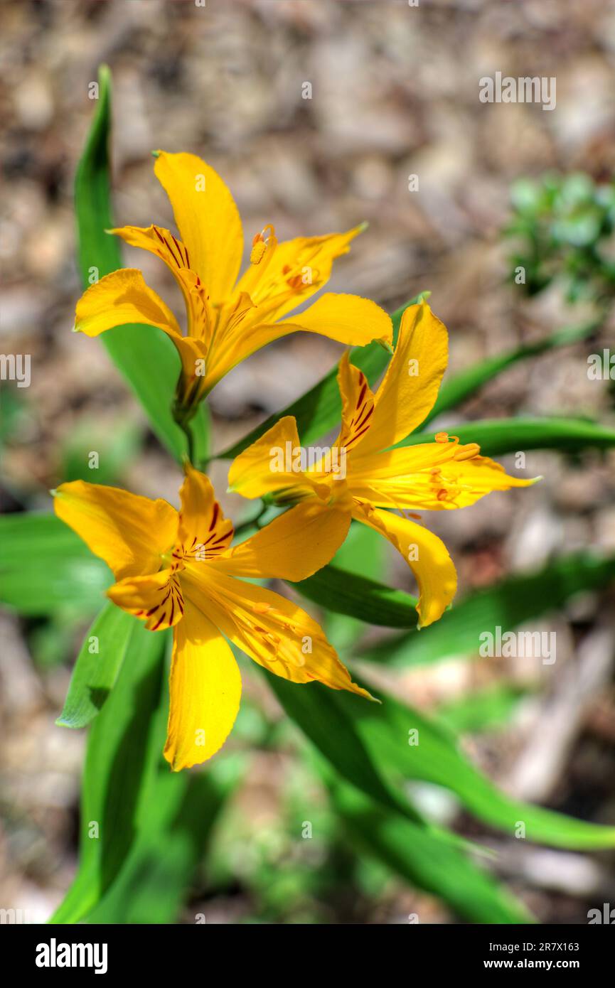 Peruvian-lily (Lily of the Incas) Flower Stock Photo - Alamy