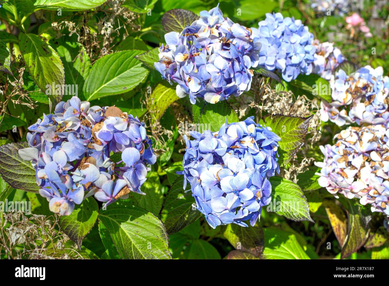 hydrangea macrophylla flower blooming in the garden Stock Photo - Alamy