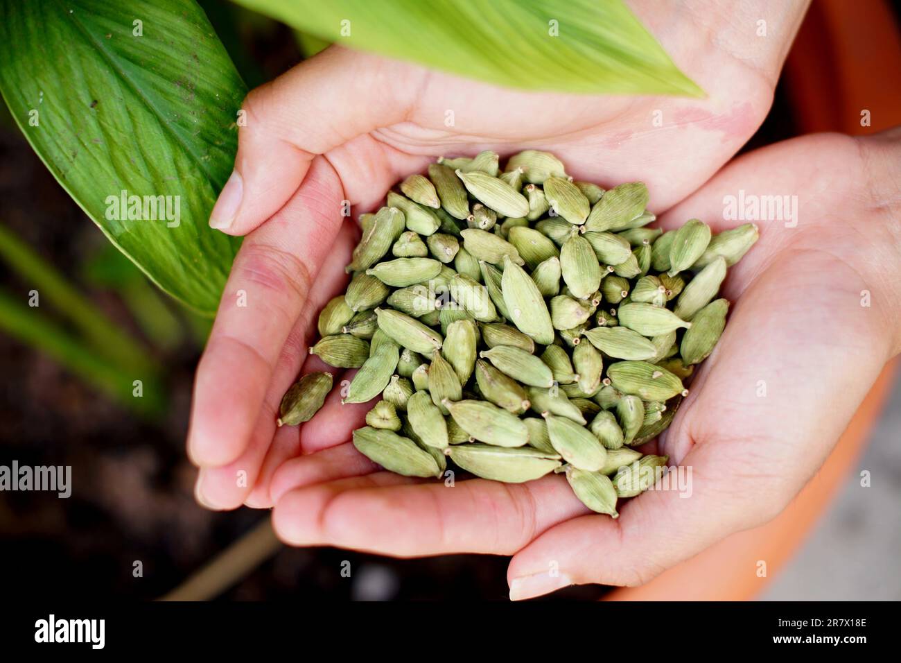 Guatemalan high quality cardamom pods Stock Photo - Alamy