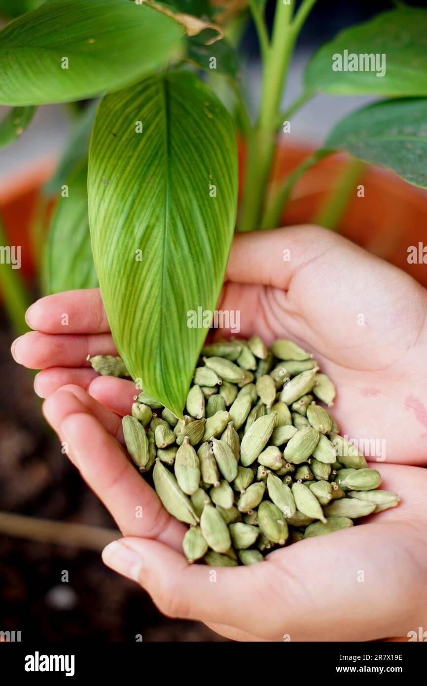 Bold pods hi-res stock photography and images - Alamy