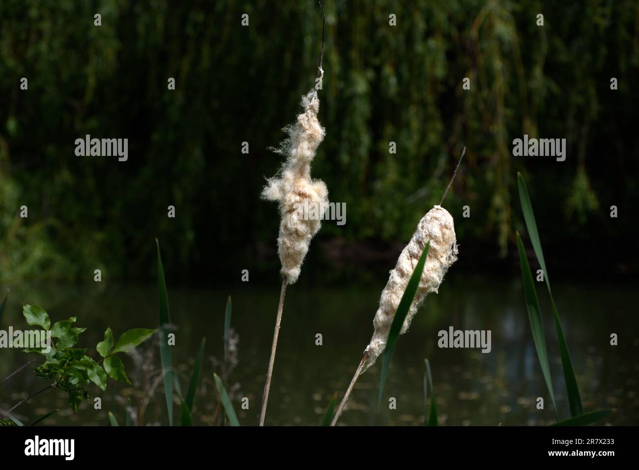 Typha latifolia, better known as broadleaf cattail, is a perennial ...
