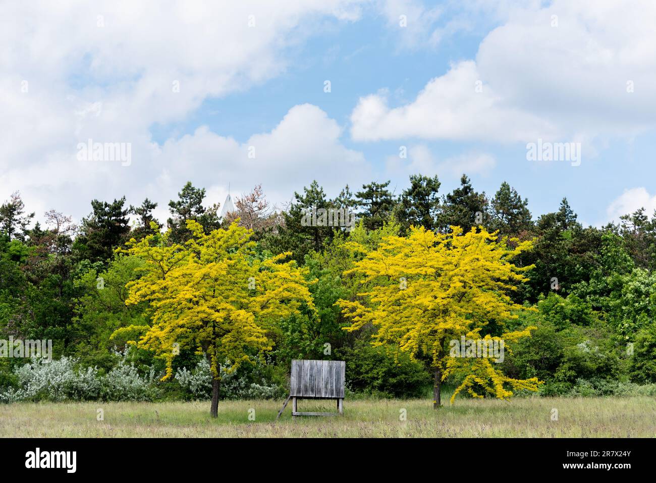 Landscape. The hunting pulpit of the hunter in the middle of the forest ...