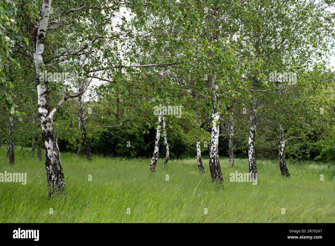 Common birch, Betula pendula forest. Summer forest. White birch trees ...