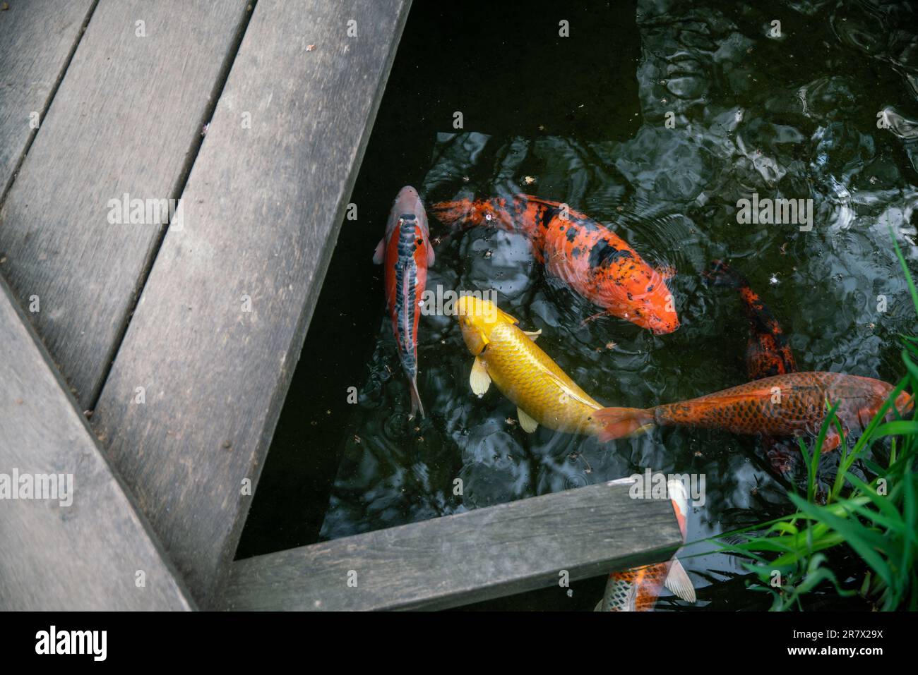Colorful KOI carps oin water of pond of Japanese garden in ...