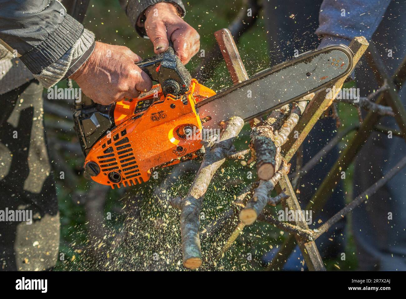 A worker operating a chainsaw to cut logs of wood on the ground Stock ...