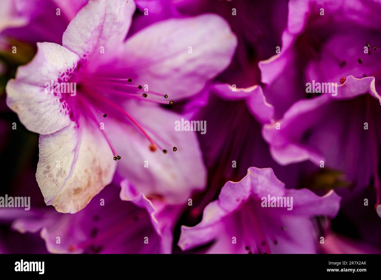 A high-resolution closeup image of vibrant purple azalea flowers Stock ...