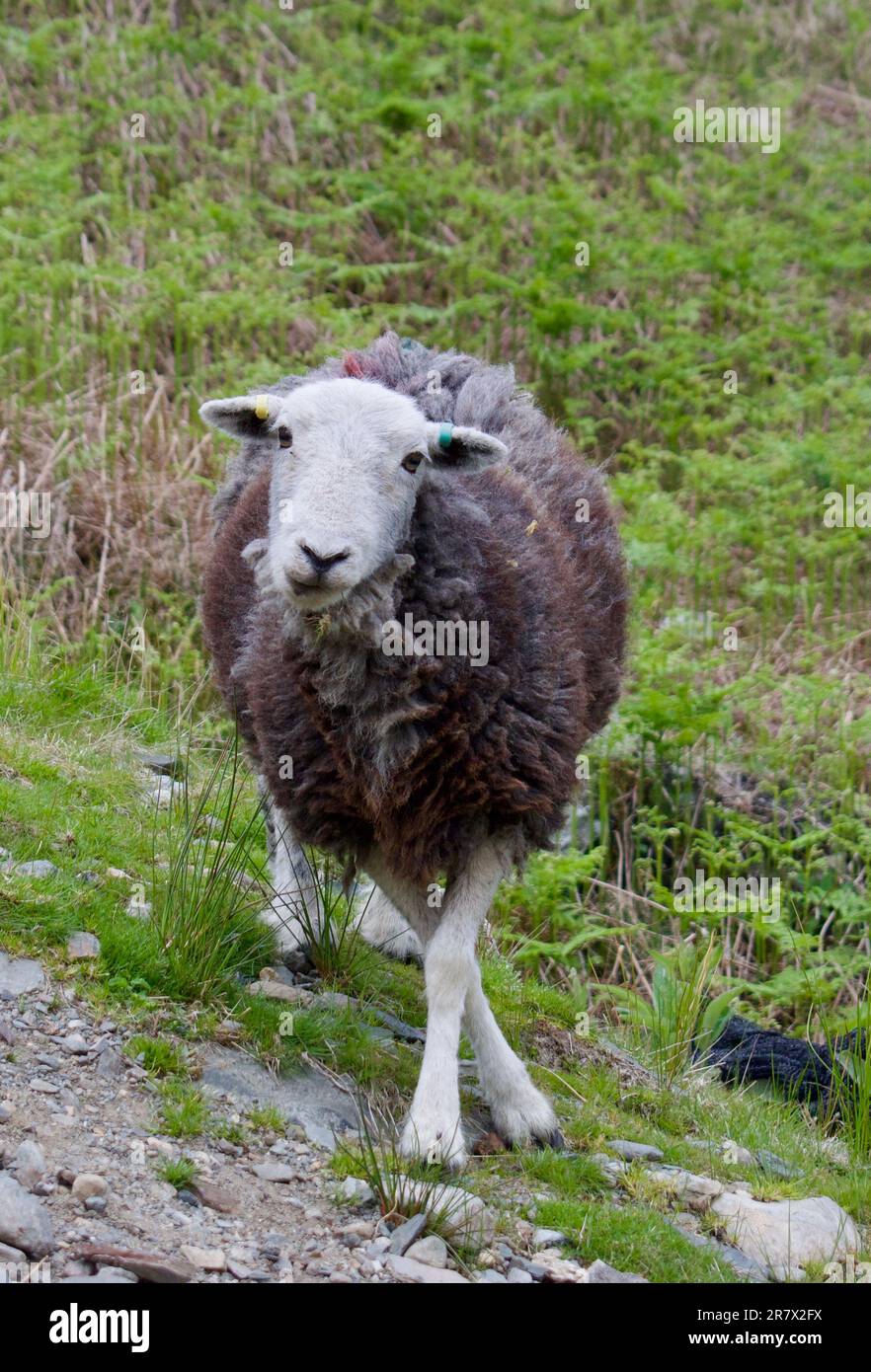 Cross-legged cute herdwick sheep Stock Photo - Alamy