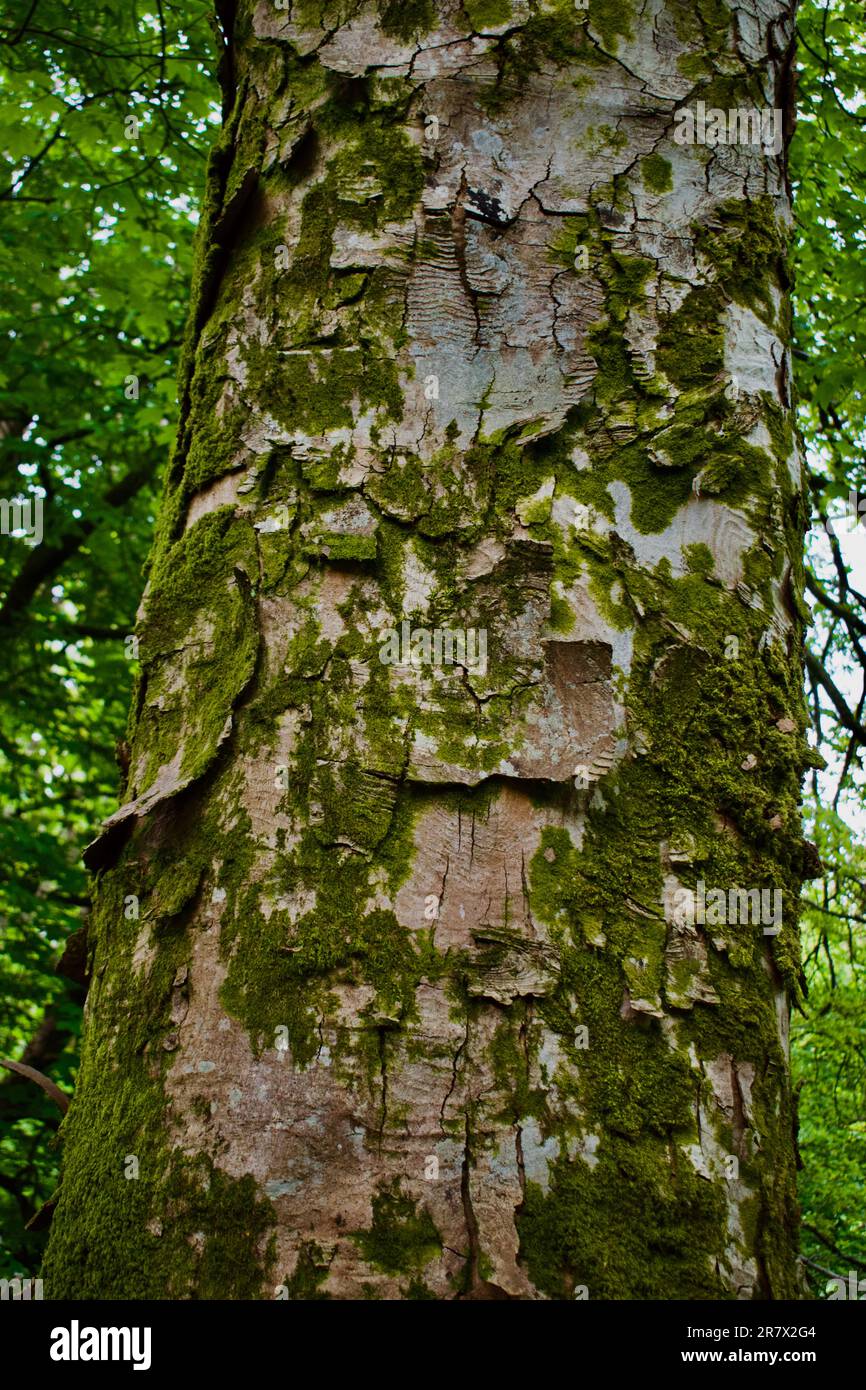 Flaky tree trunk of a horse chestnut Stock Photo - Alamy