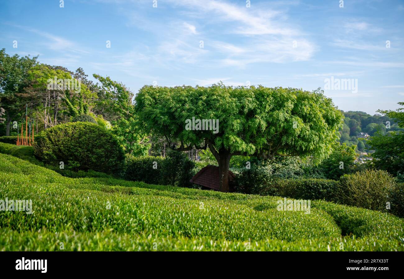 Amazing acacia topiary tree in Etretat gardens: fantastic gardening May ...