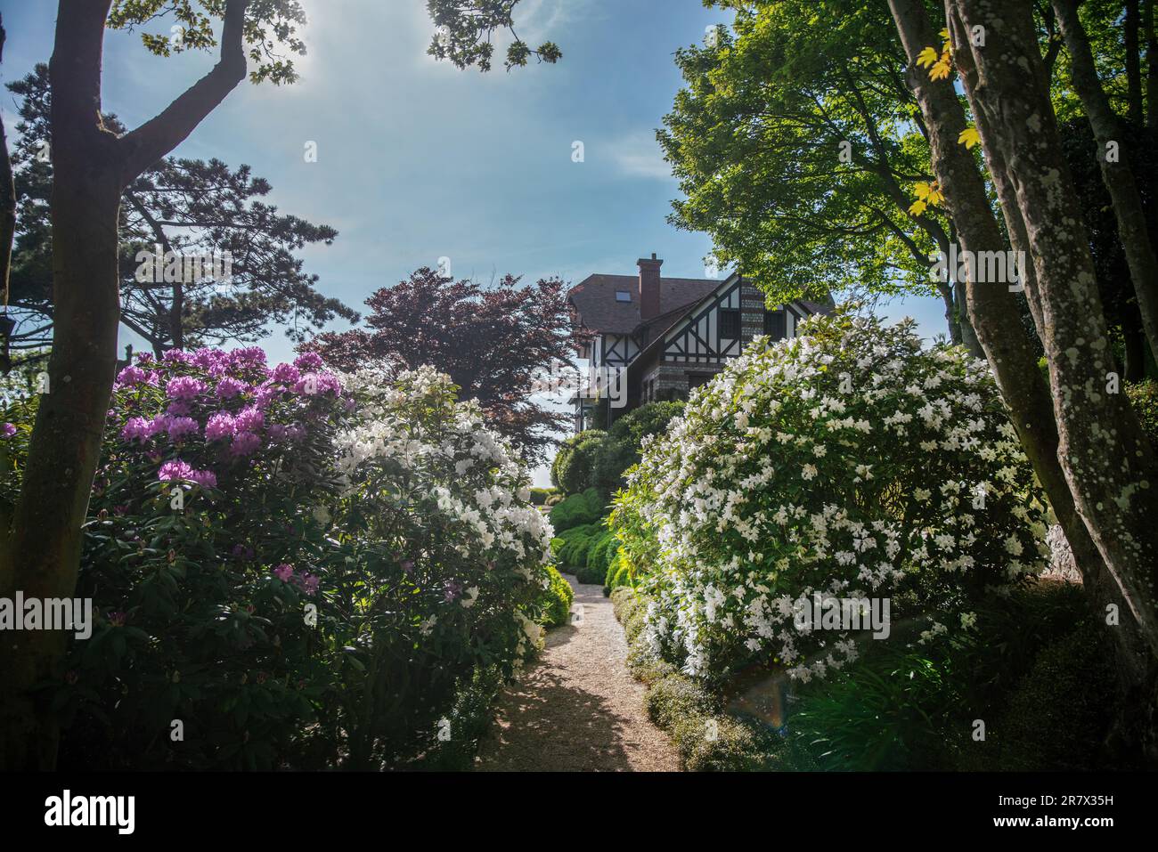 Amazing pink and white rhododendron blossoms in Etretat gardens and ...