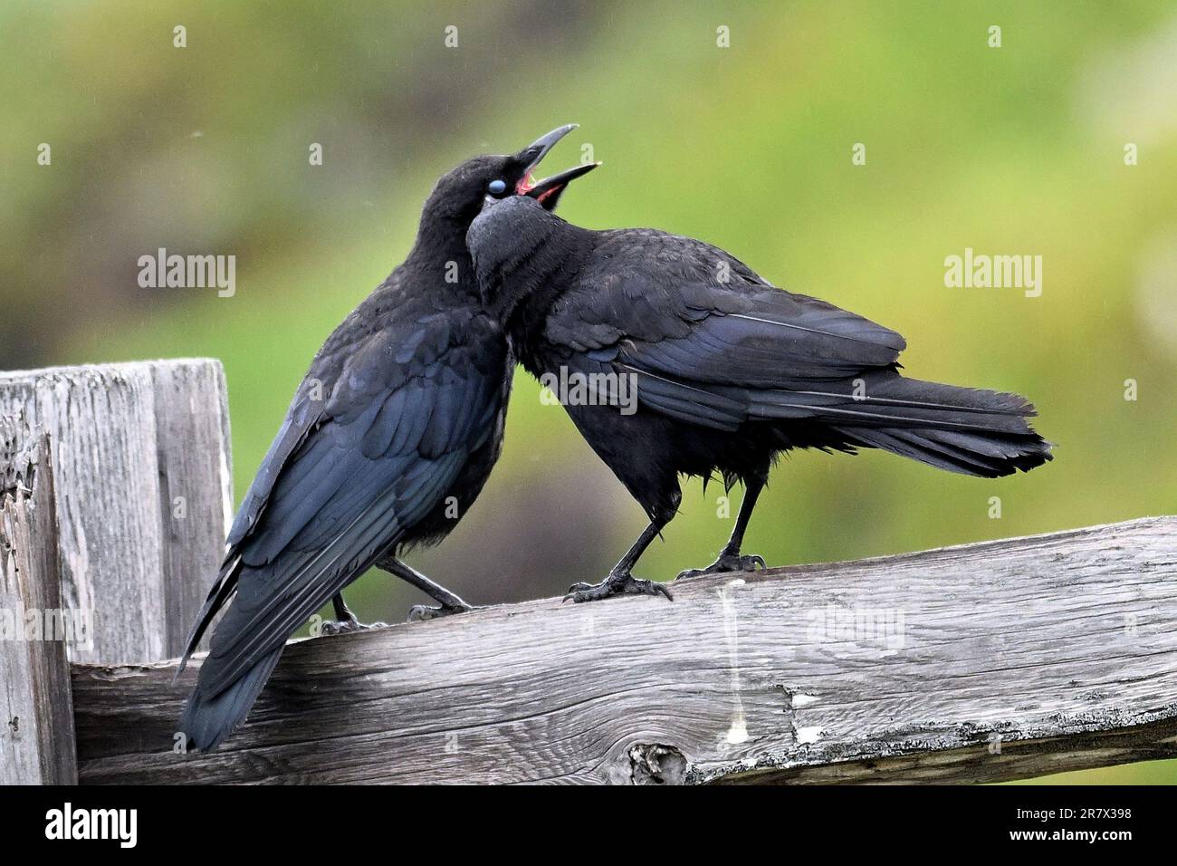Preening crow hi-res stock photography and images - Alamy