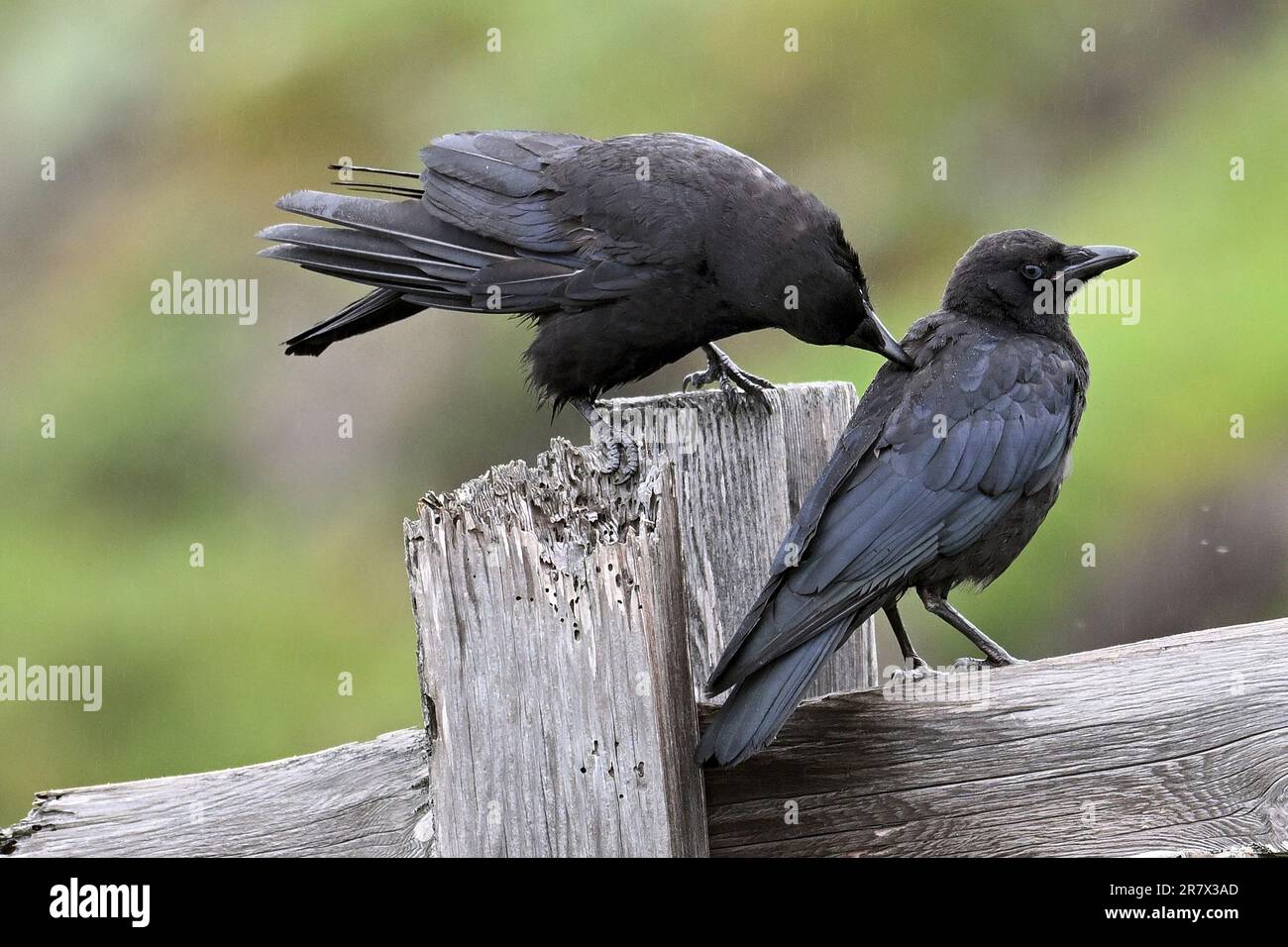 Preening crow hi-res stock photography and images - Alamy