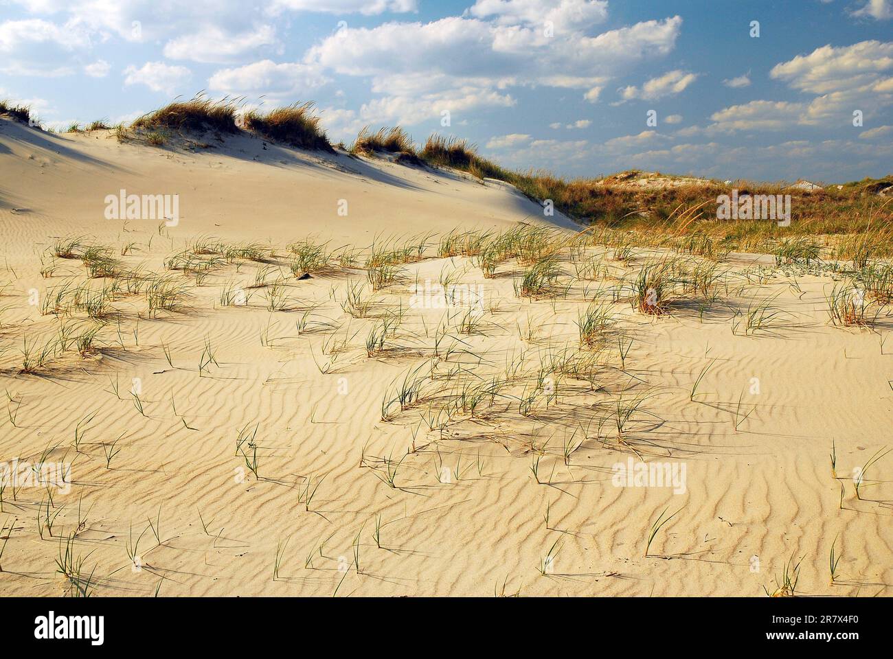 Lines in the sand form on the grassy dunes used to protect the fragile ...