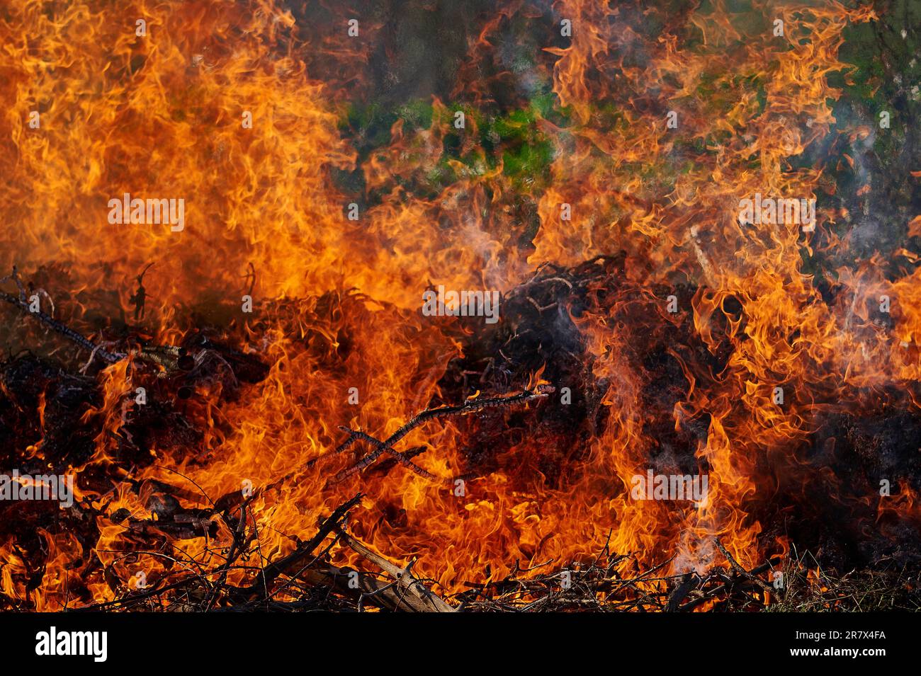 A close frame of raging fire burning in bushland, the fuel is ...