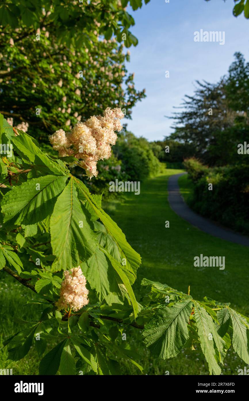 Chestnut tree flower Stock Photo - Alamy
