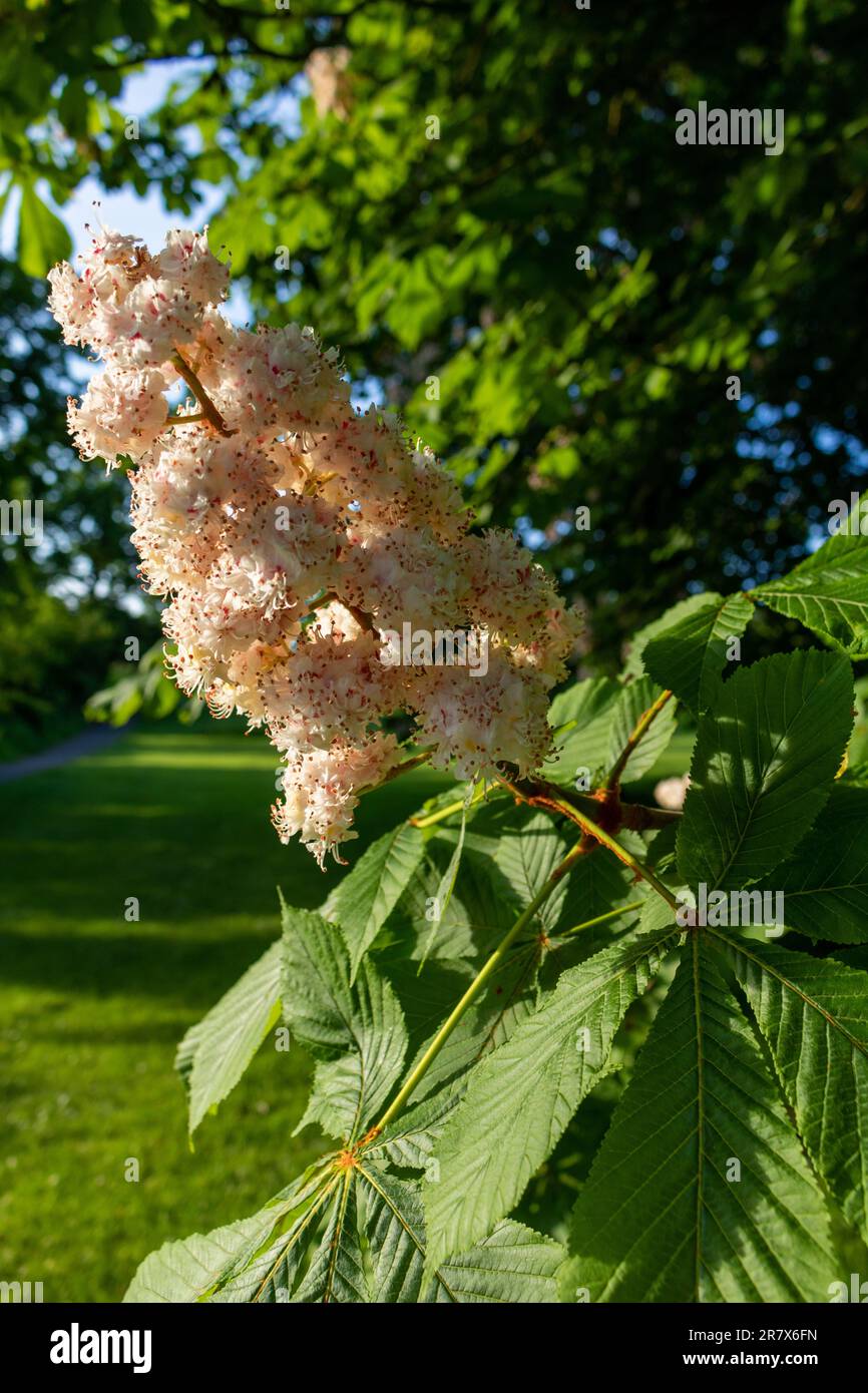Chestnut tree flower Stock Photo - Alamy