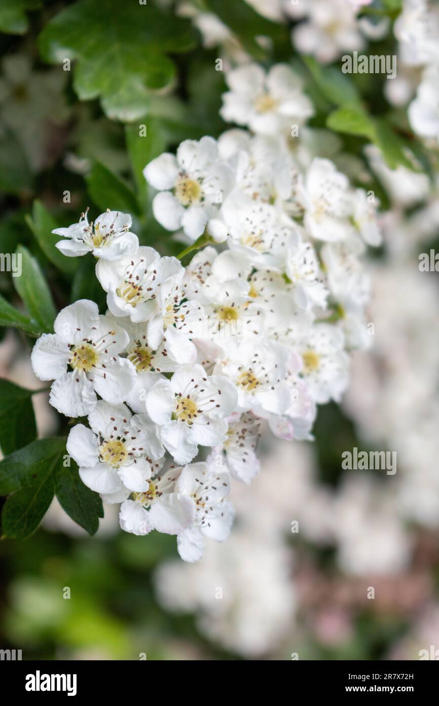 May flower hi-res stock photography and images - Alamy