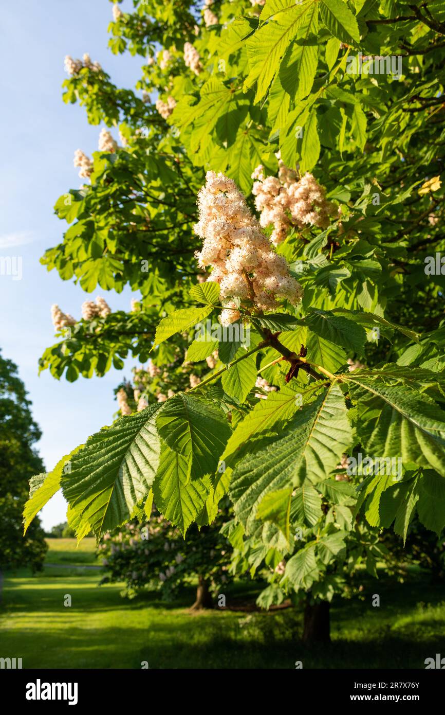 Chestnut tree flower Stock Photo - Alamy Chestnut tree flower Stock Photo - Alamy