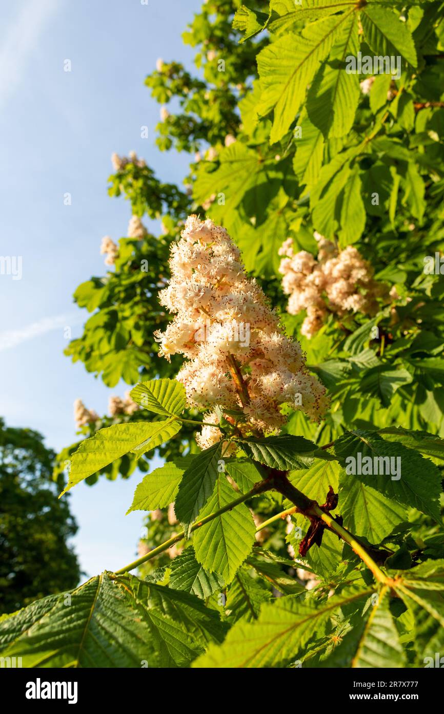 Chestnut tree flower Stock Photo - Alamy Chestnut tree flower Stock Photo - Alamy