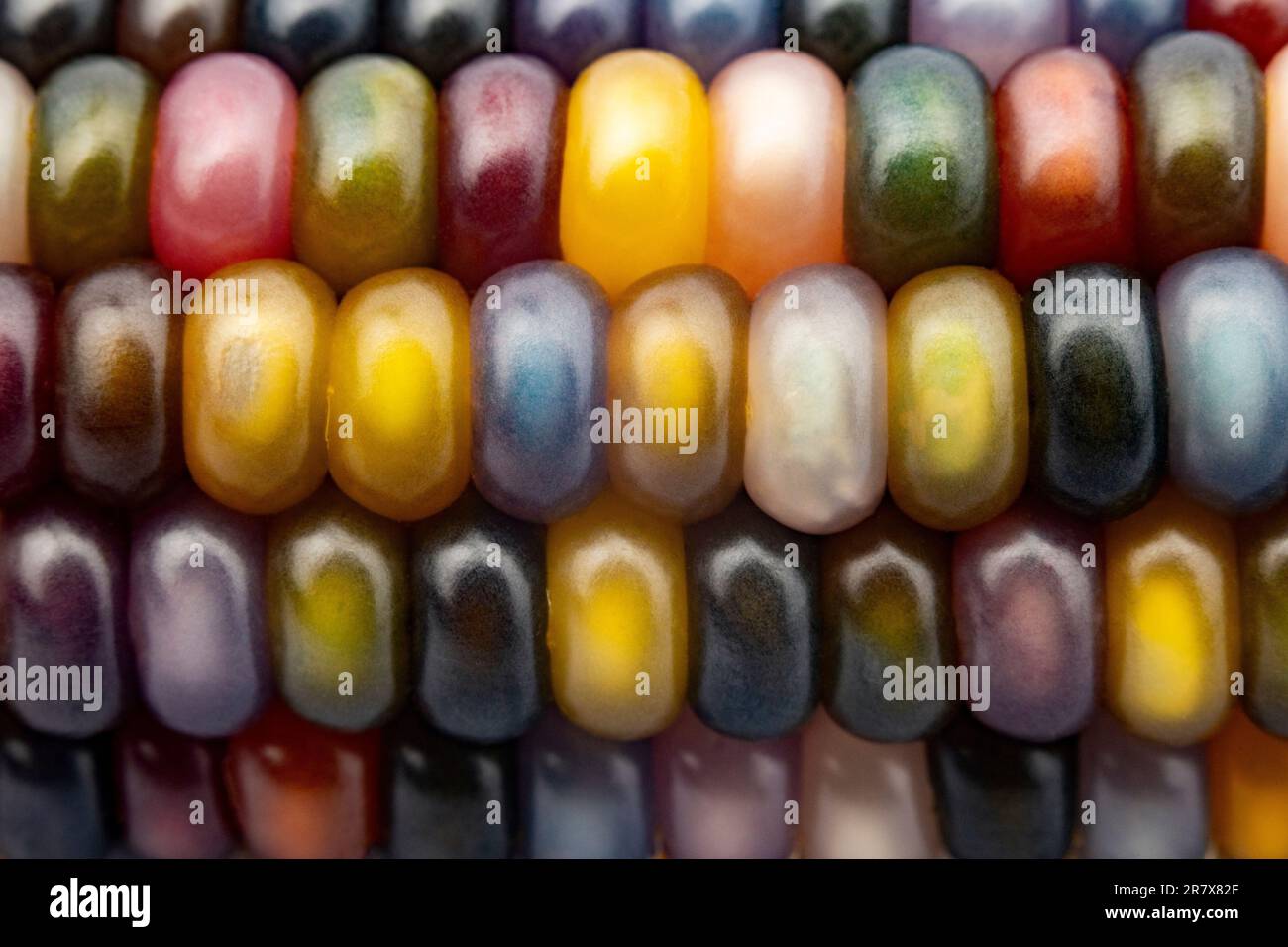 Glass Gem corn (botanically classified as Zea mays). This variety ...