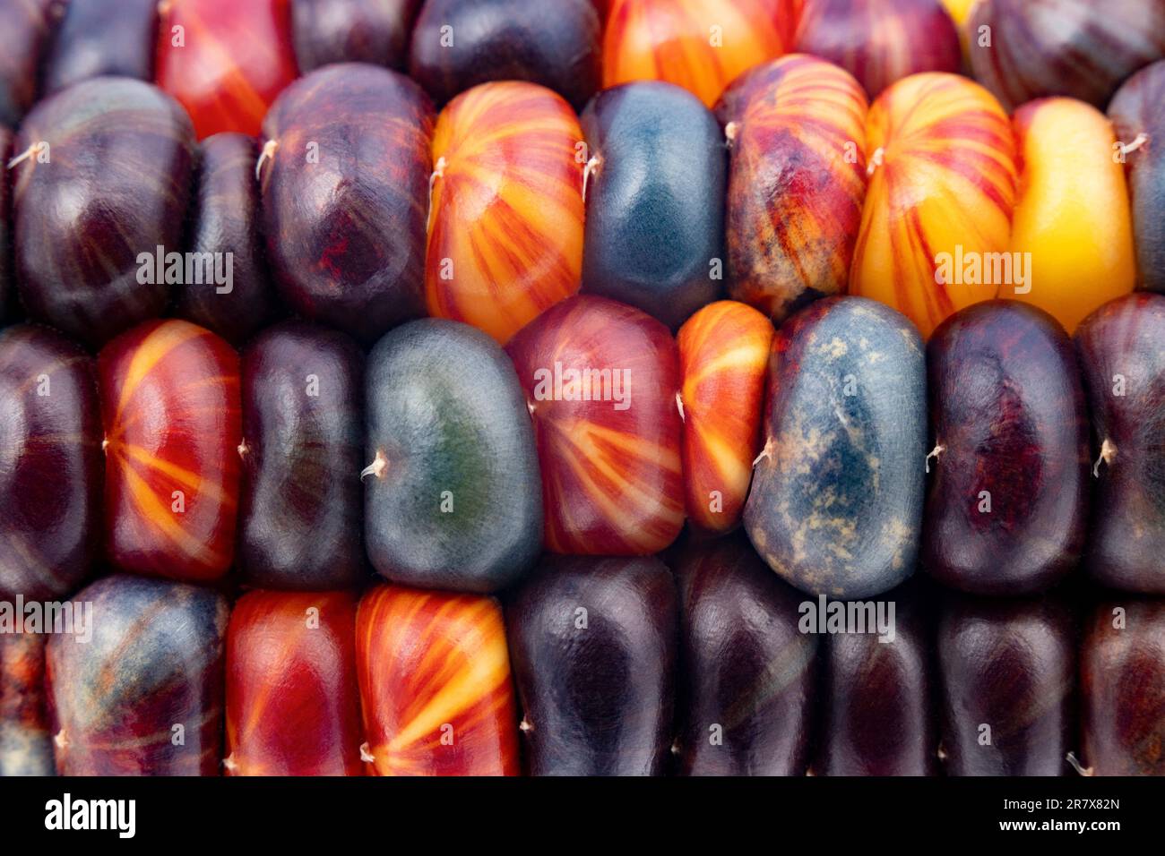 Glass Gem corn (botanically classified as Zea mays). This variety ...