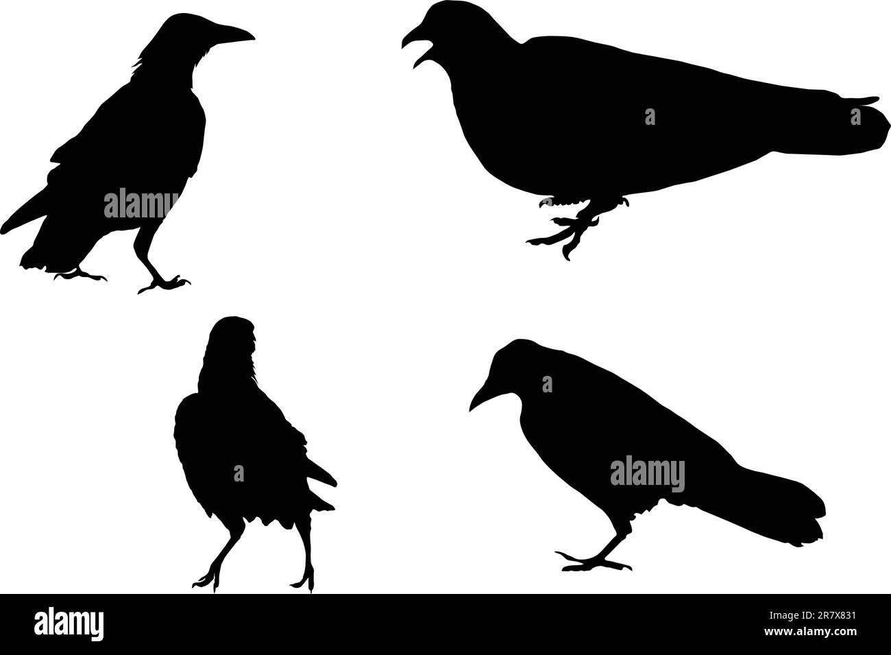 Dove and three ravens, silhouette, vector, illustration Stock Vector ...