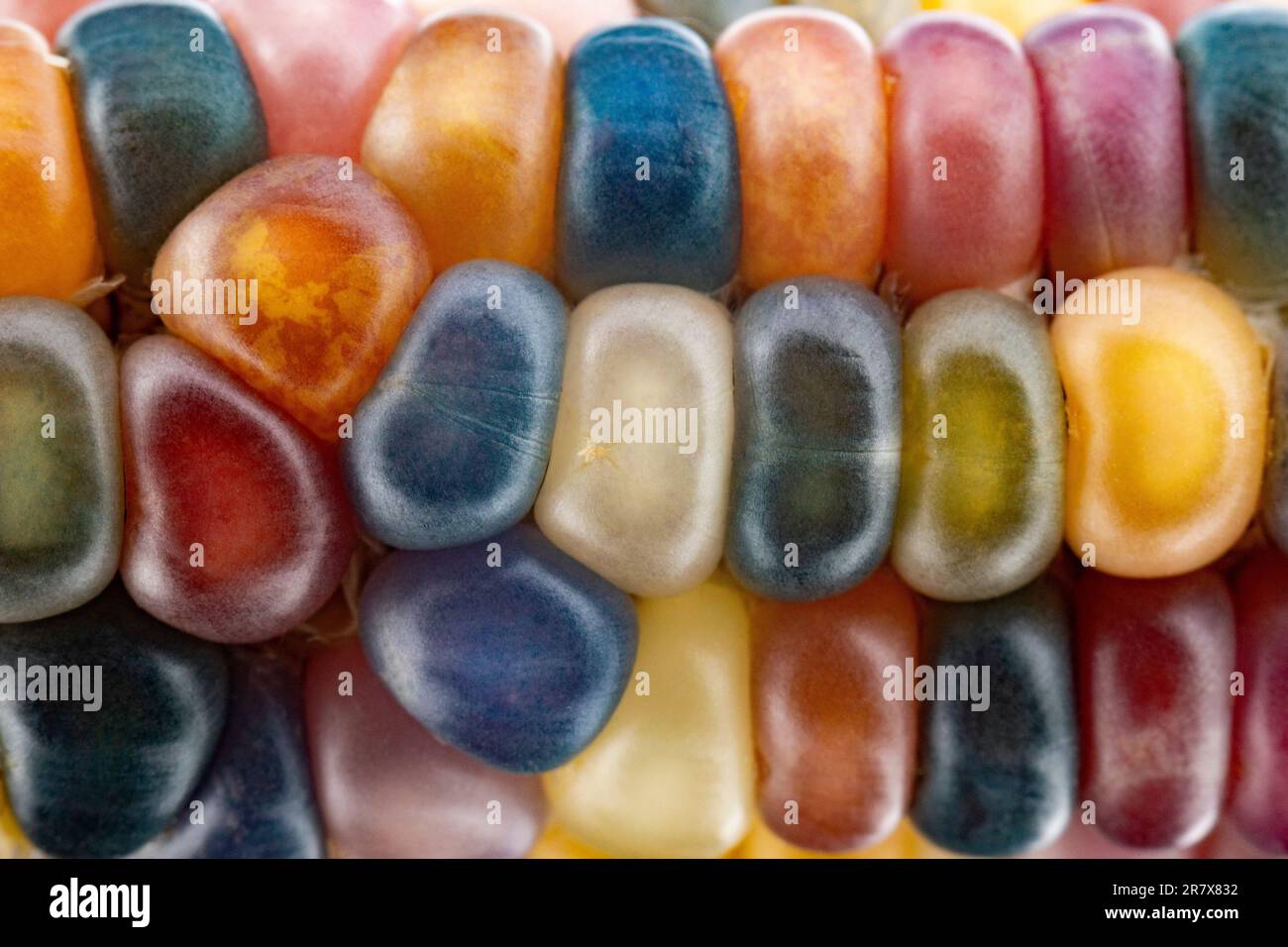 Glass Gem corn (botanically classified as Zea mays). This variety ...