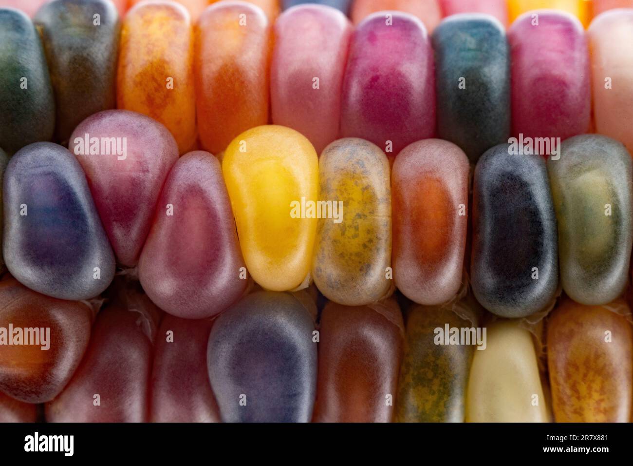 Glass Gem corn (botanically classified as Zea mays). This variety ...