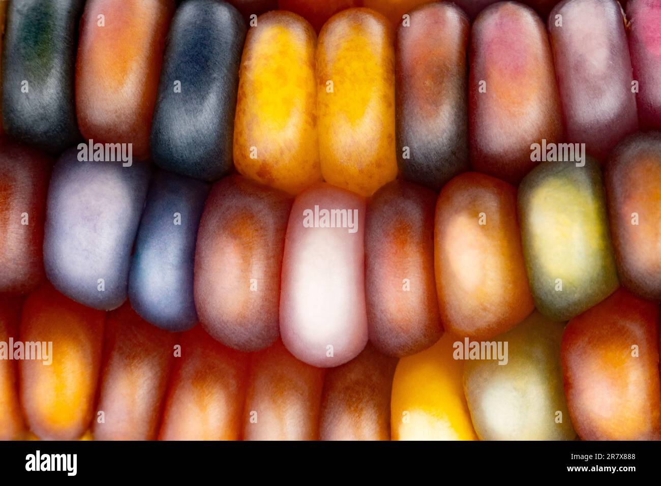Glass Gem corn (botanically classified as Zea mays). This variety ...
