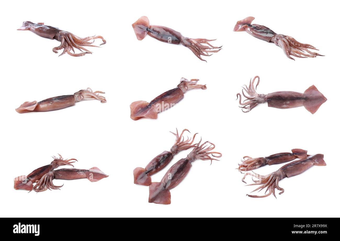 Collage with fresh squids on white background Stock Photo - Alamy