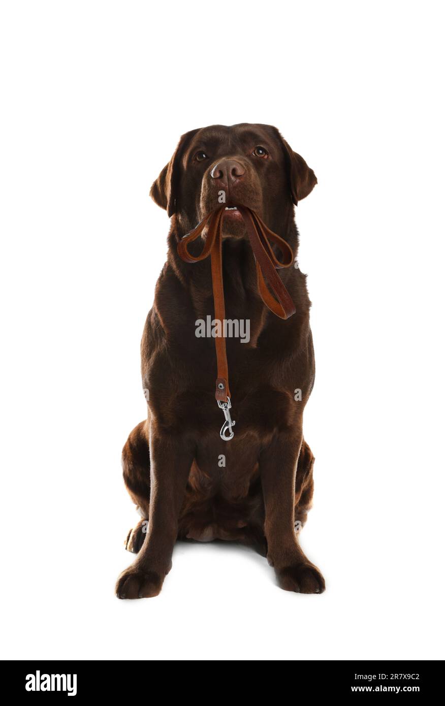 Chocolate Labrador Retriever holding leash in mouth on white background ...