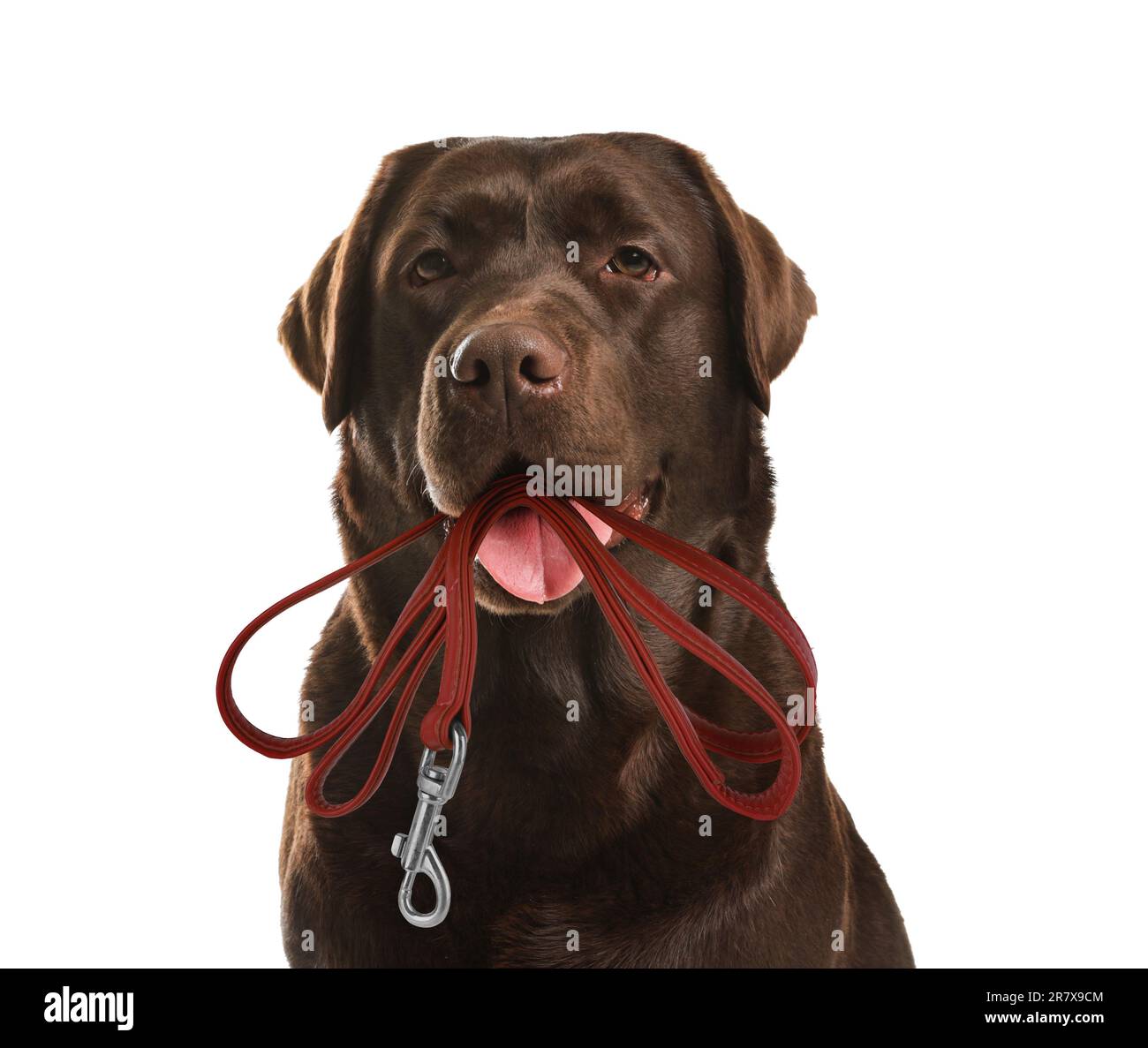 Chocolate Labrador Retriever holding leash in mouth on white background ...