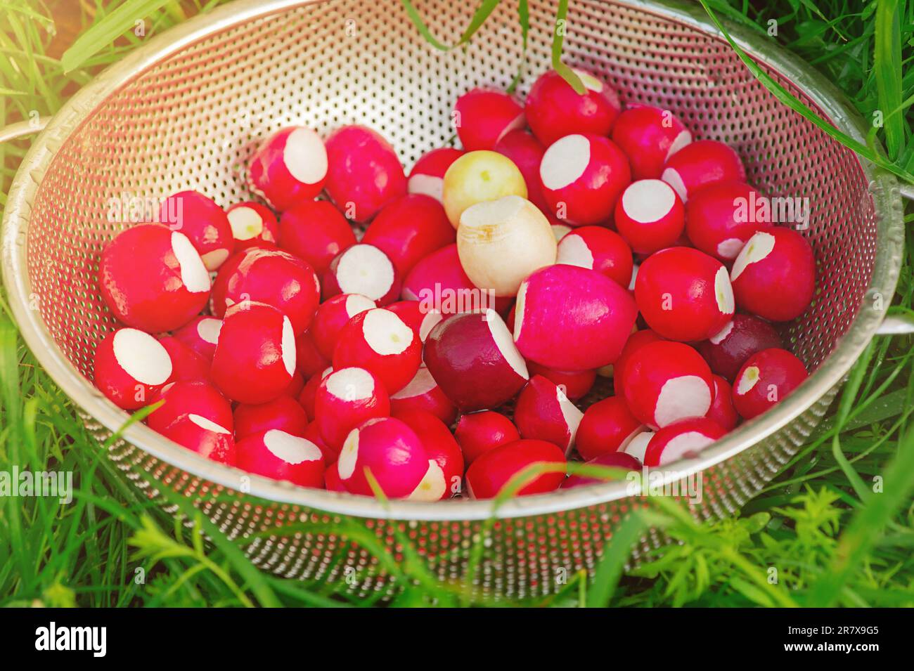 Red and yellow radishes on a background of green grass. Clean, fresh ...
